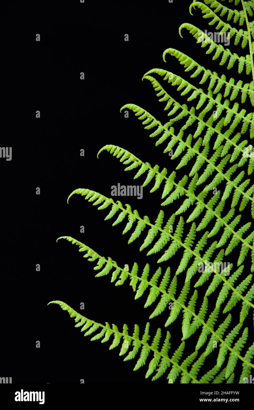 Vertical ferns plant green grow growing growth hi-res stock photography ...