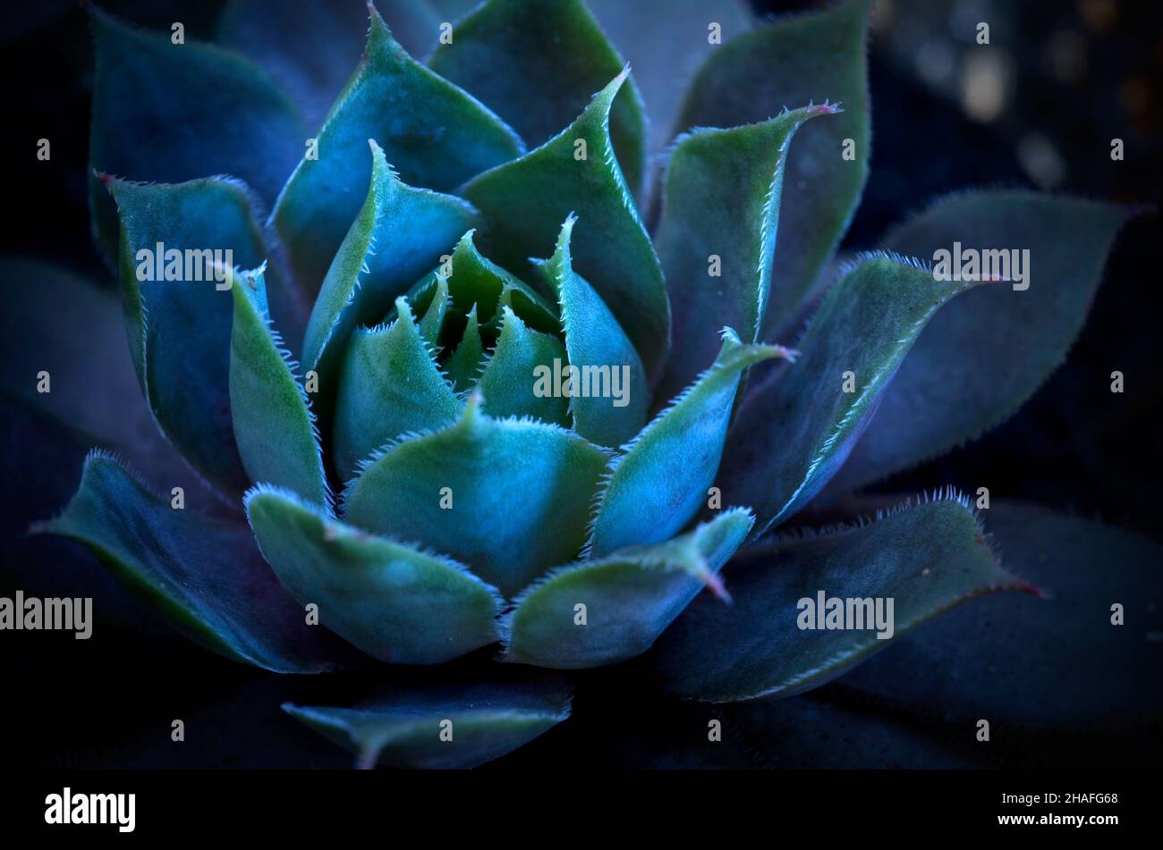 Macro Photography Top View of Desert Plant in Blue Tones Horizontal ...