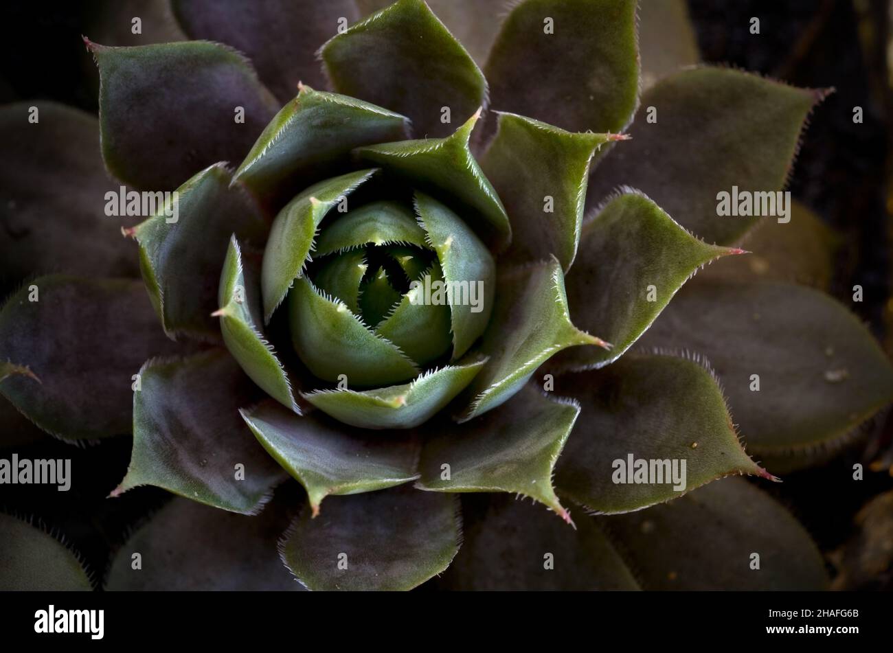 Macro Photography Top View of Desert Plant Horizontal Stock Photo - Alamy