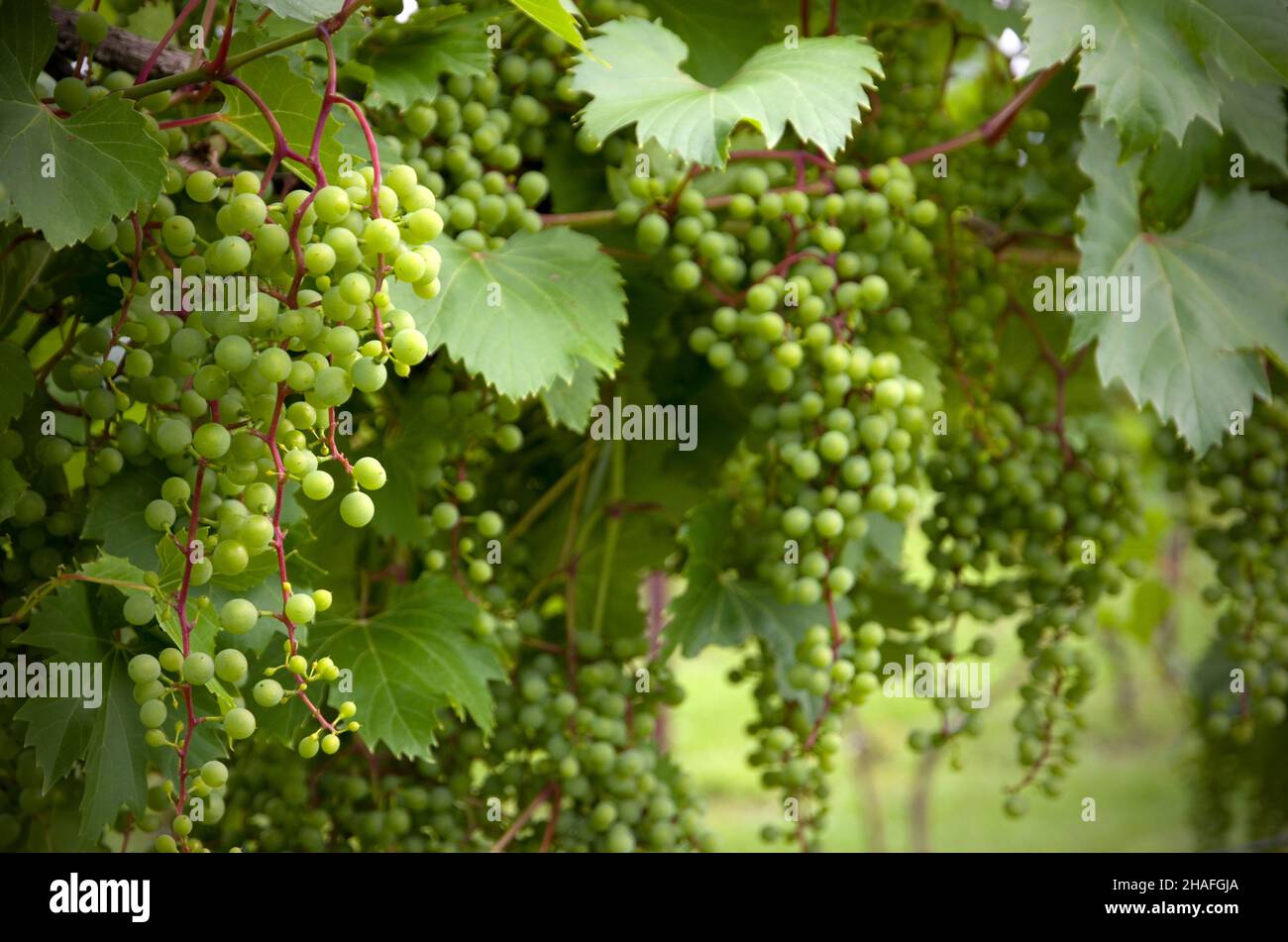 Frontenac Grapes for Ontario Wines Horizontal Stock Photo - Alamy