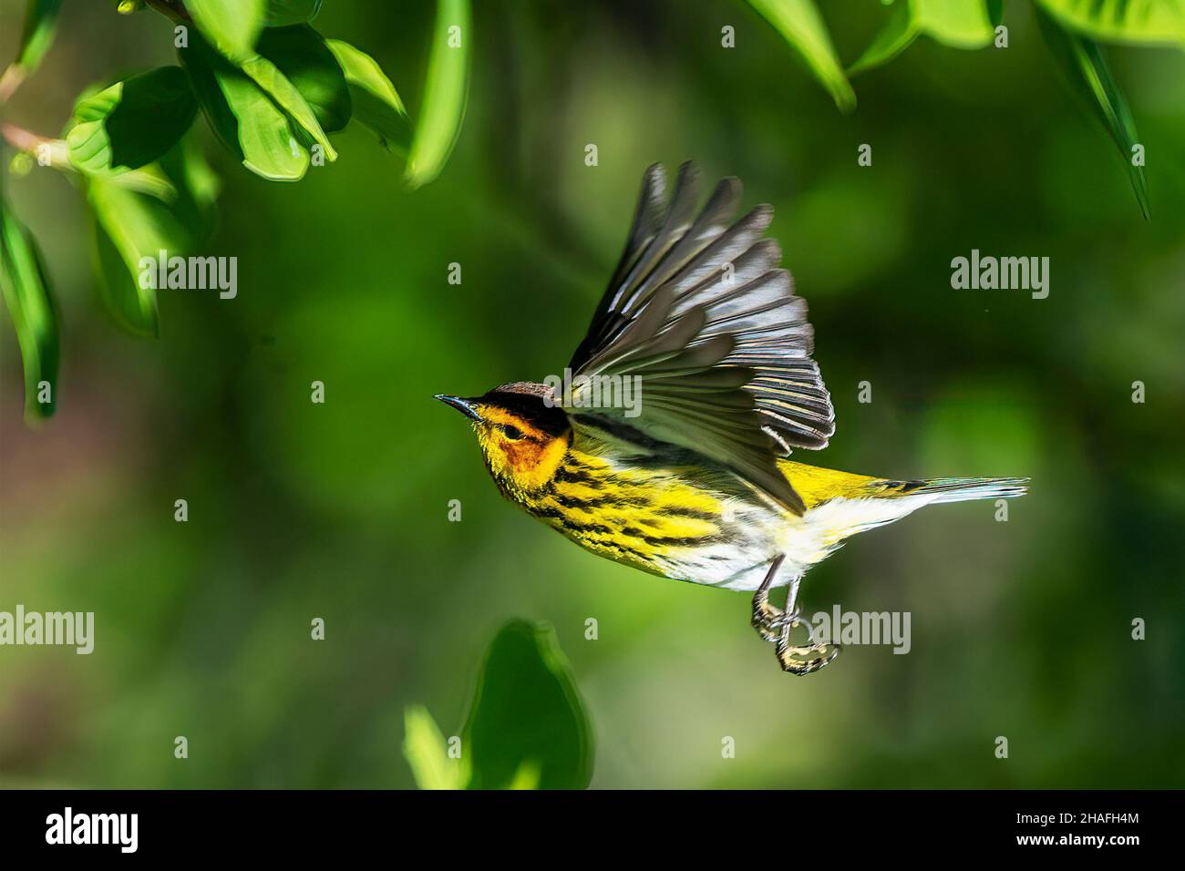 Cape May Warbler flight in spring migration flight Stock Photo - Alamy