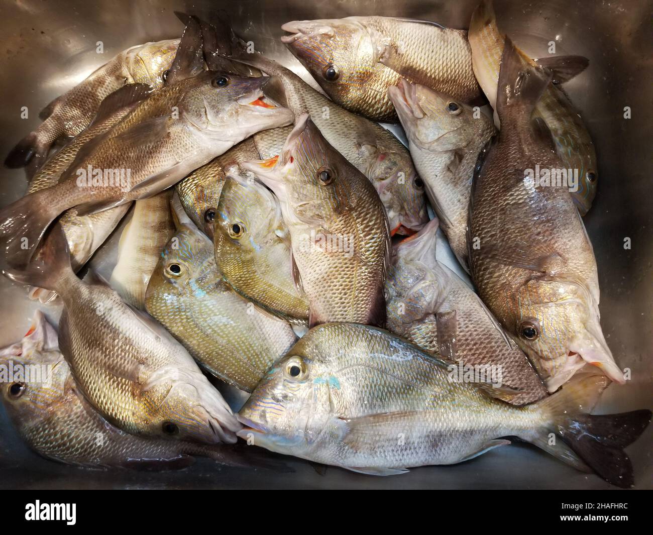 Porgy hi-res stock photography and images - Alamy