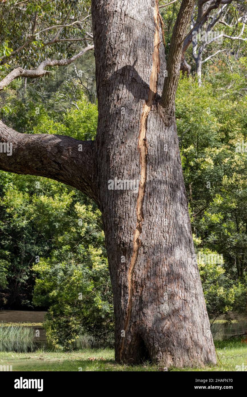 Scar on the bark of a large gum tree as the result of a lightning ...