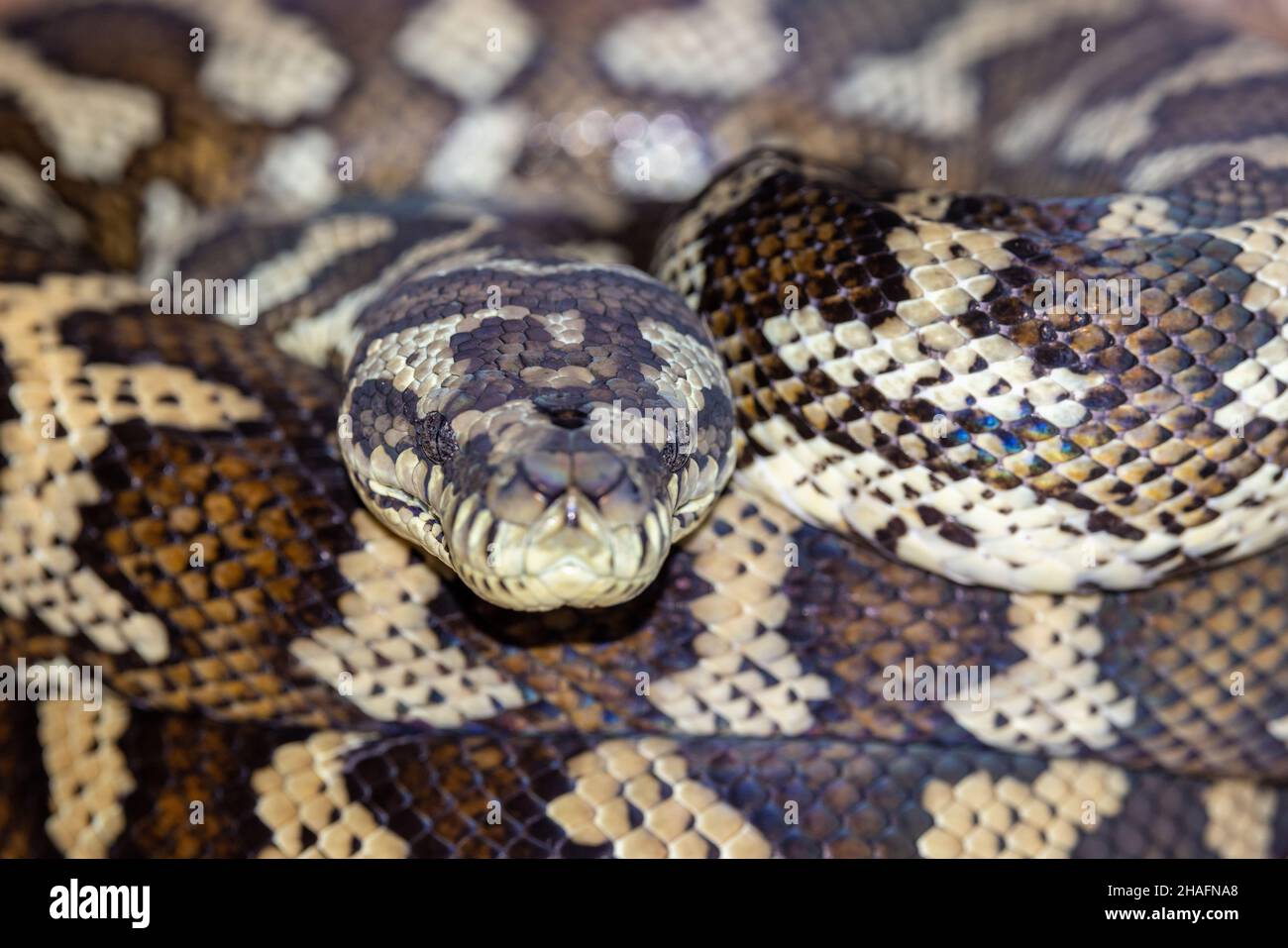 Close up of an Australian Carpet Python Stock Photo - Alamy
