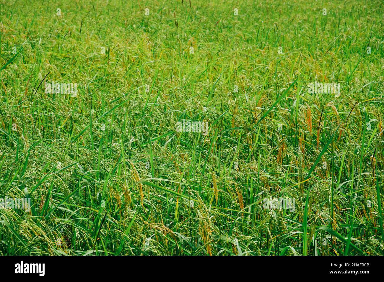 Rice planting, rice grains are already ripe Stock Photo - Alamy