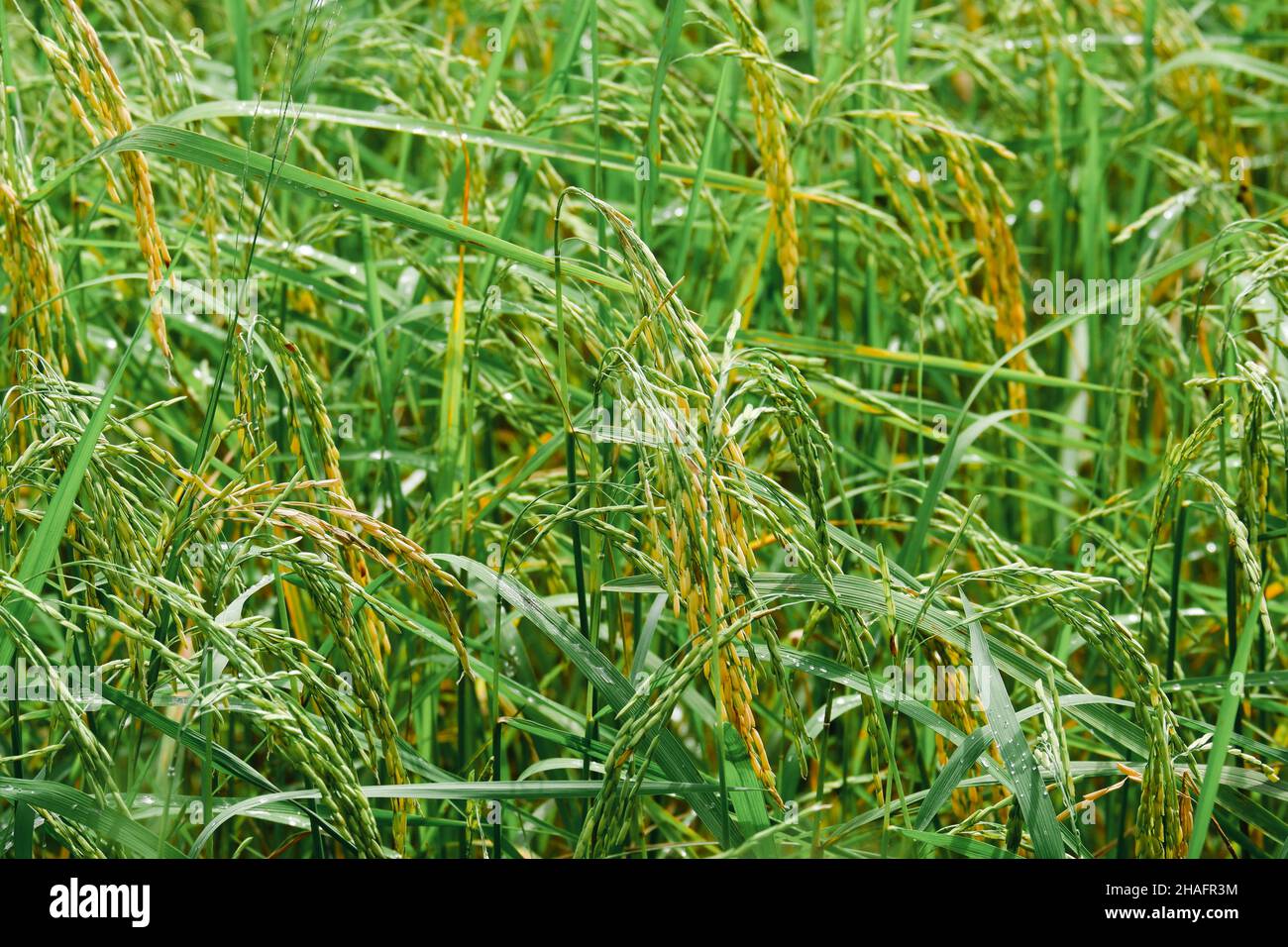 Rice planting, rice grains are already ripe Stock Photo - Alamy