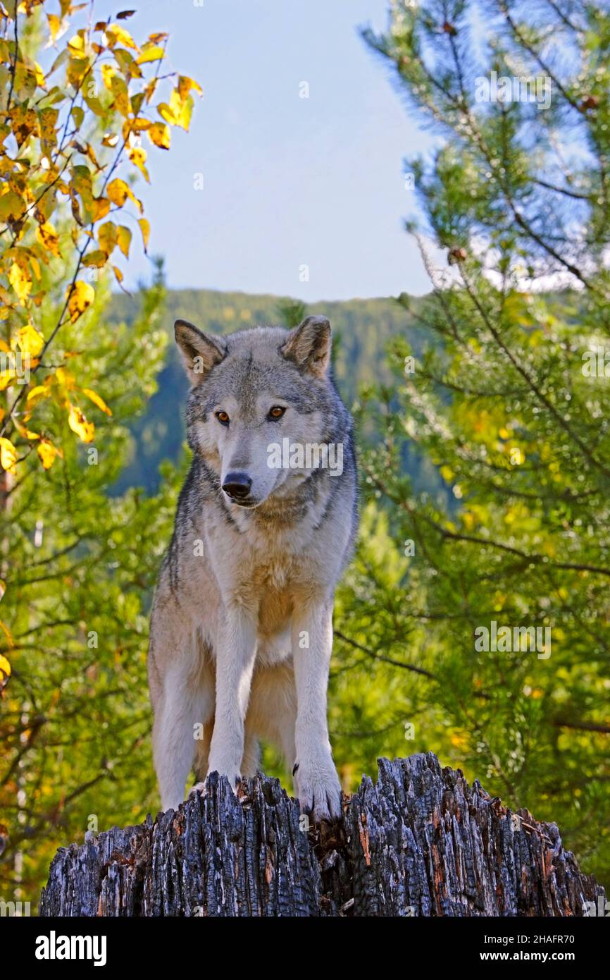 Female Timber Wolf standing on burned tree stump in the forest Stock ...