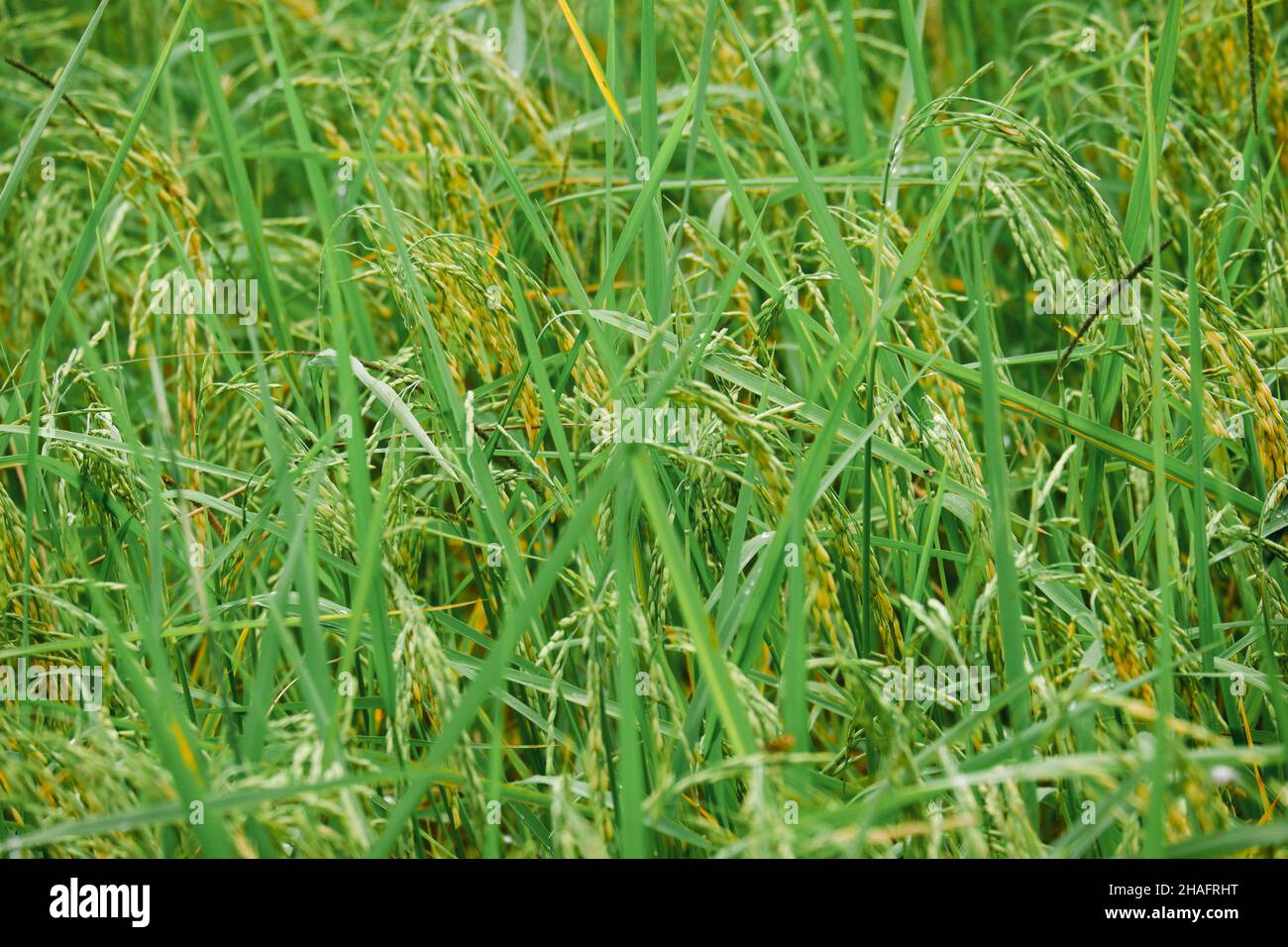 Rice planting, rice grains are already ripe Stock Photo - Alamy