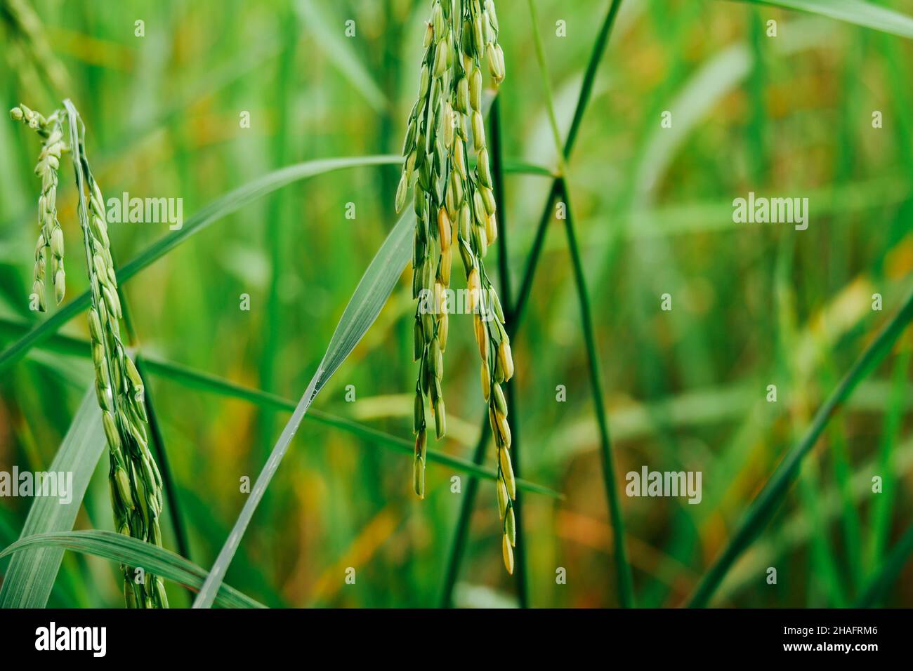 Rice planting, rice grains are already ripe Stock Photo - Alamy