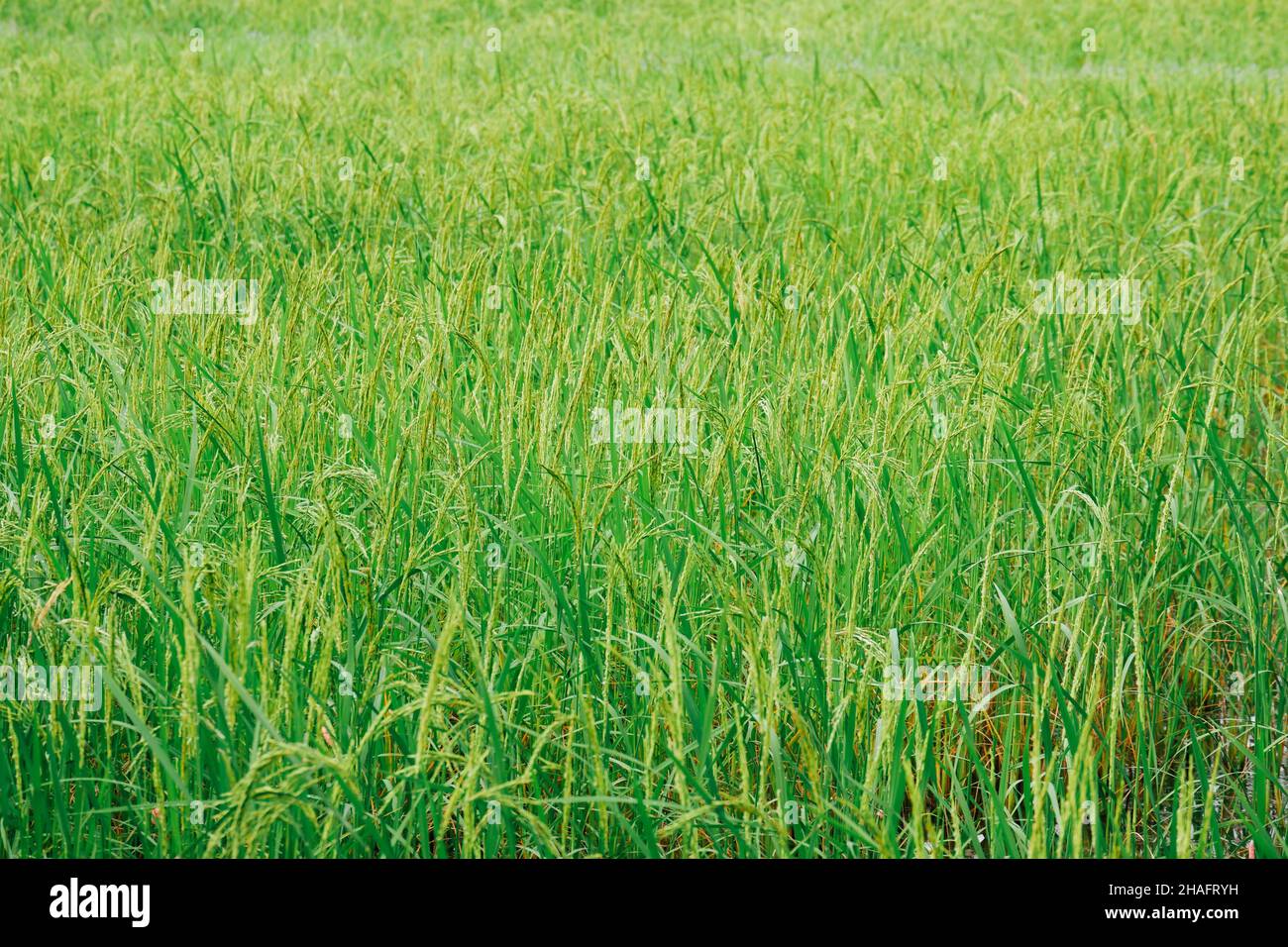Rice planting, rice grains are already ripe Stock Photo - Alamy