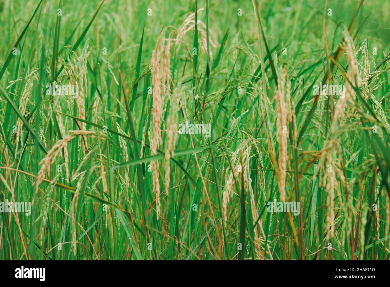 Rice planting, rice grains are already ripe Stock Photo - Alamy