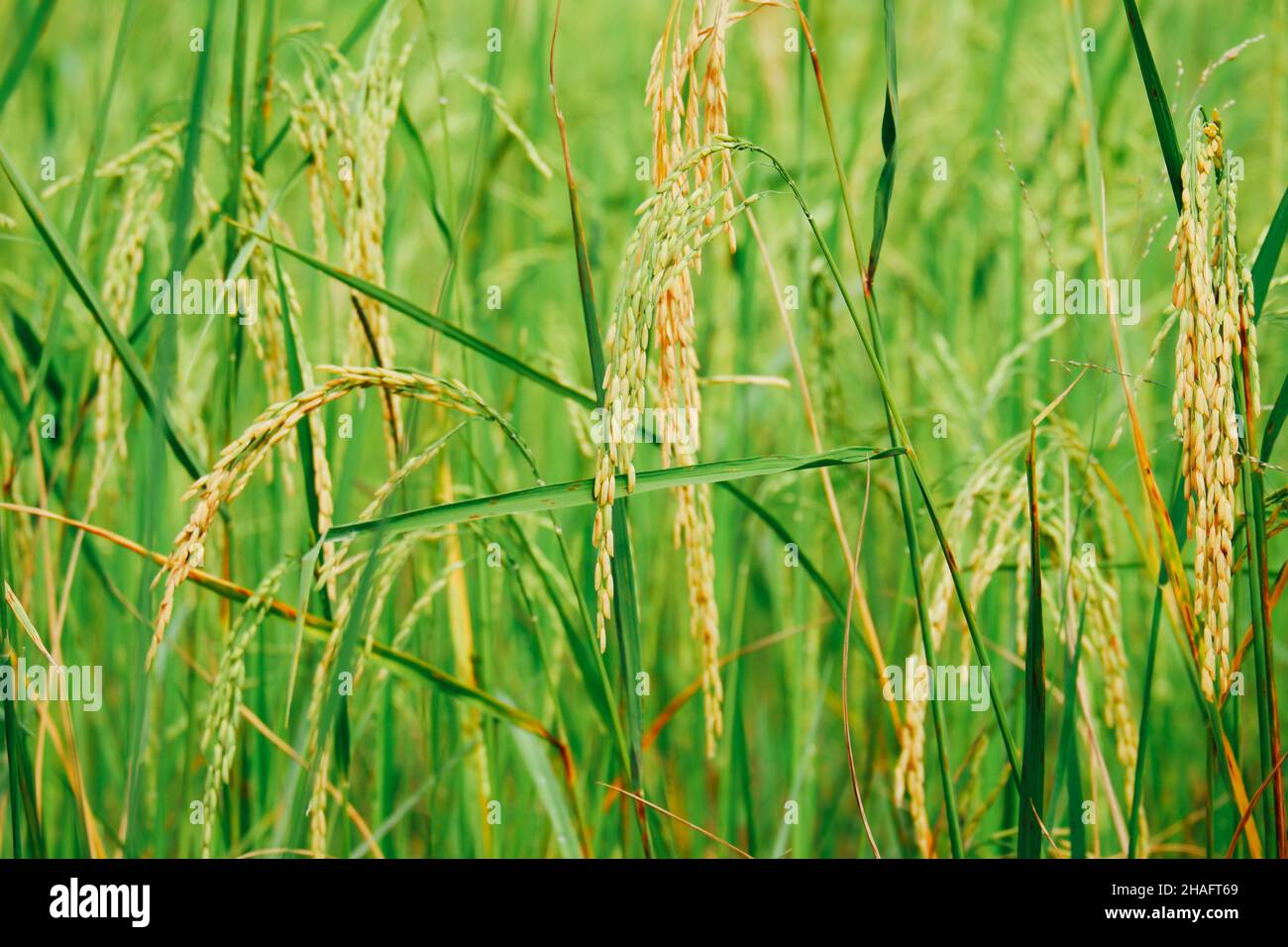 Rice planting, rice grains are already ripe Stock Photo - Alamy