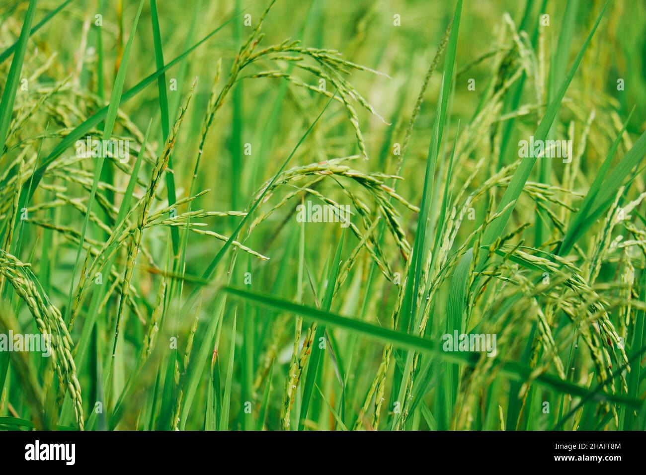 Rice planting, rice grains are already ripe Stock Photo - Alamy