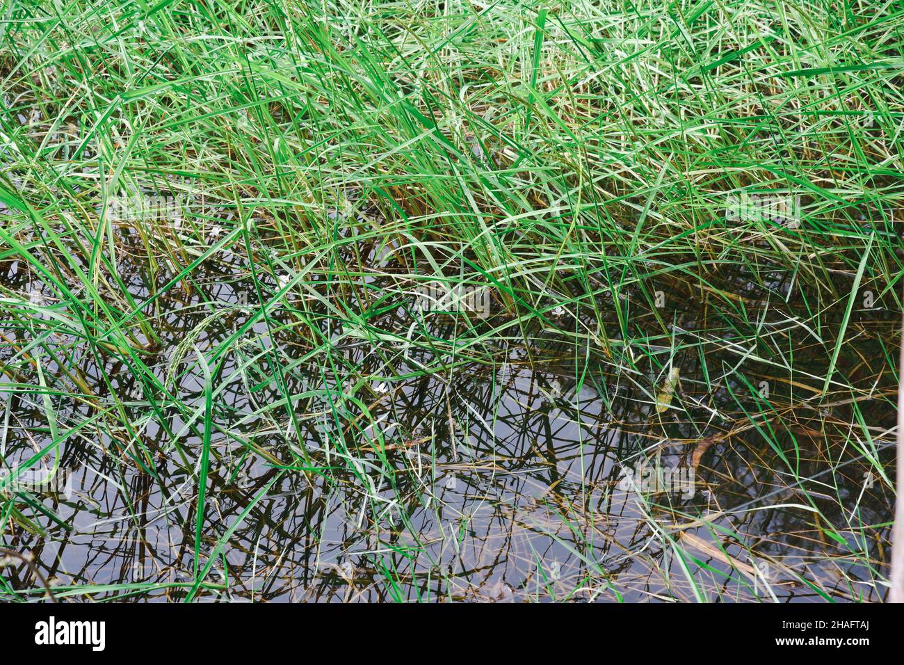 Green rice plant, Thai rice field, rice in water Stock Photo - Alamy