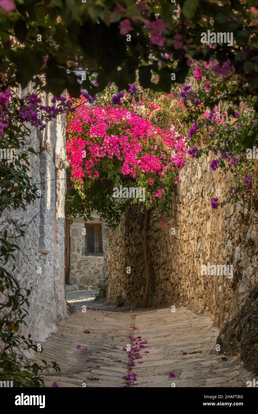 Picturesquare narrow pass with bougainvillea flowers in Old Datca ...