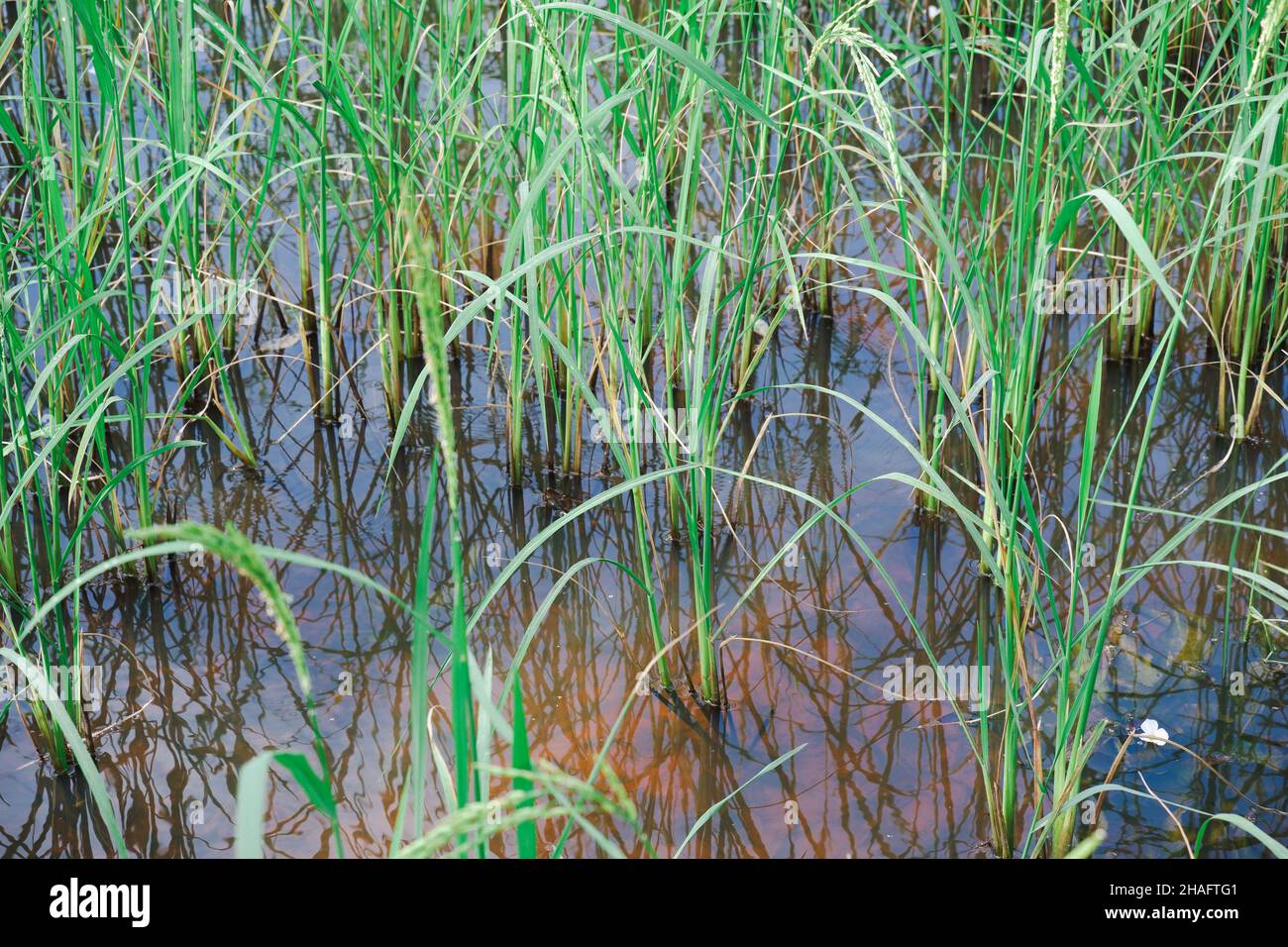 Green rice plant, Thai rice field, rice in water Stock Photo - Alamy