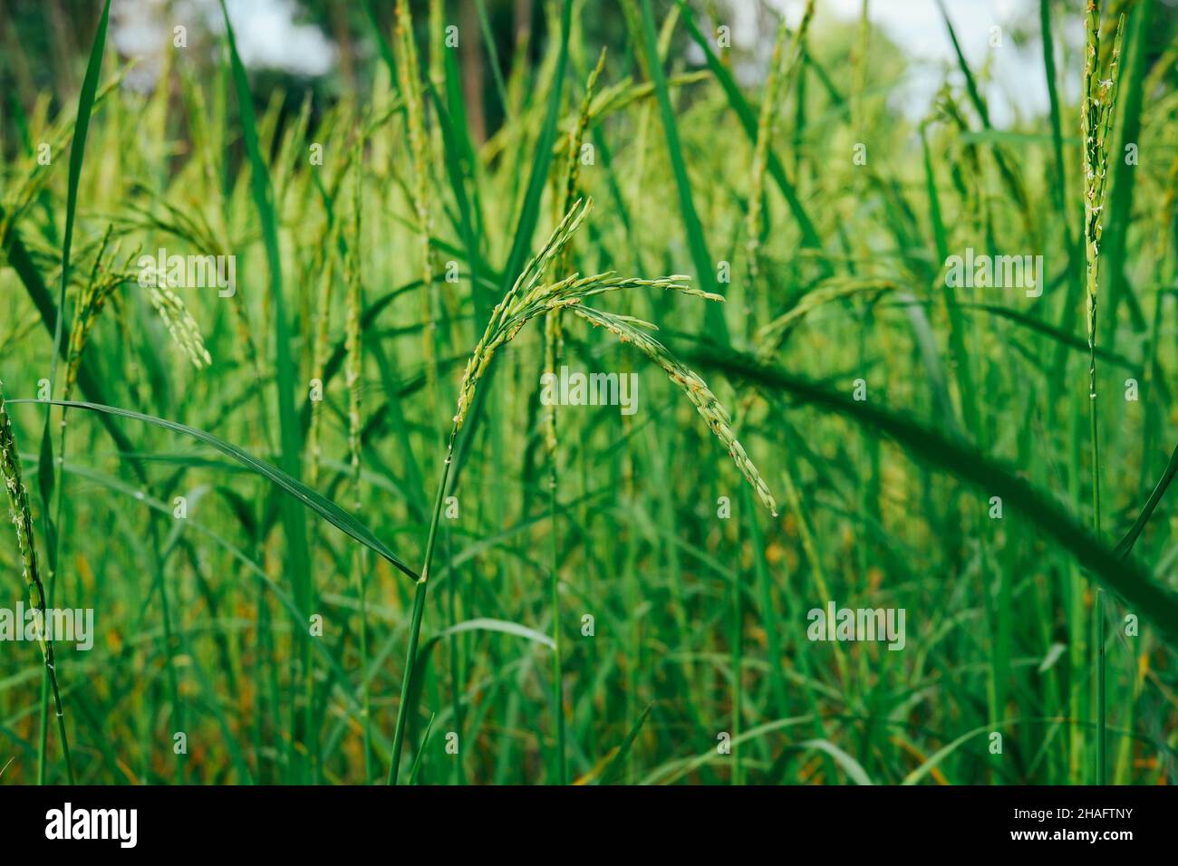 Rice planting, rice grains are already ripe Stock Photo - Alamy