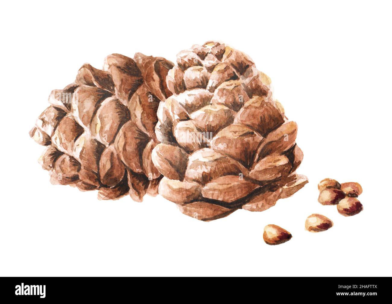 Cedar cones, Hand drawn watercolor illustration isolated on white ...