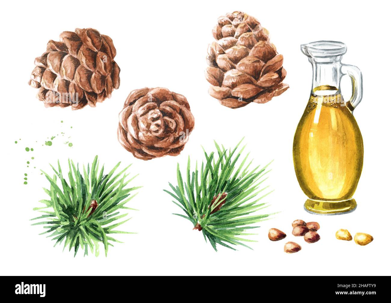 Cedar oil and cones set. Hand drawn watercolor illustration isolated on ...