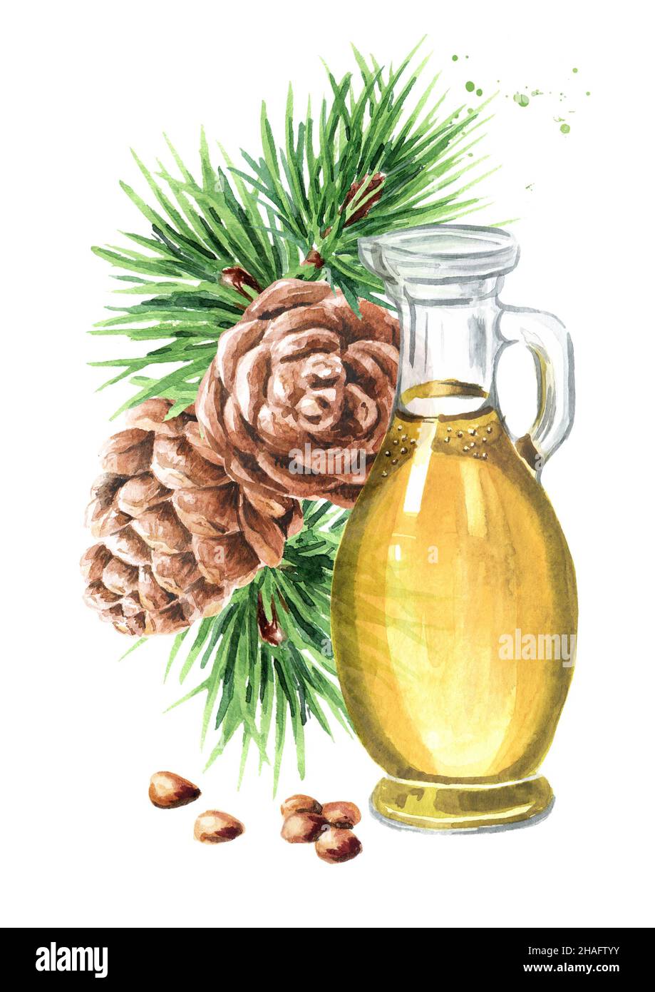 Cedar oil. Hand drawn watercolor illustration isolated on white ...