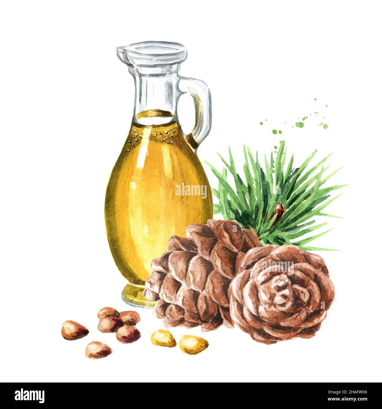 Cedar oil. Hand drawn watercolor illustration, isolated on white ...