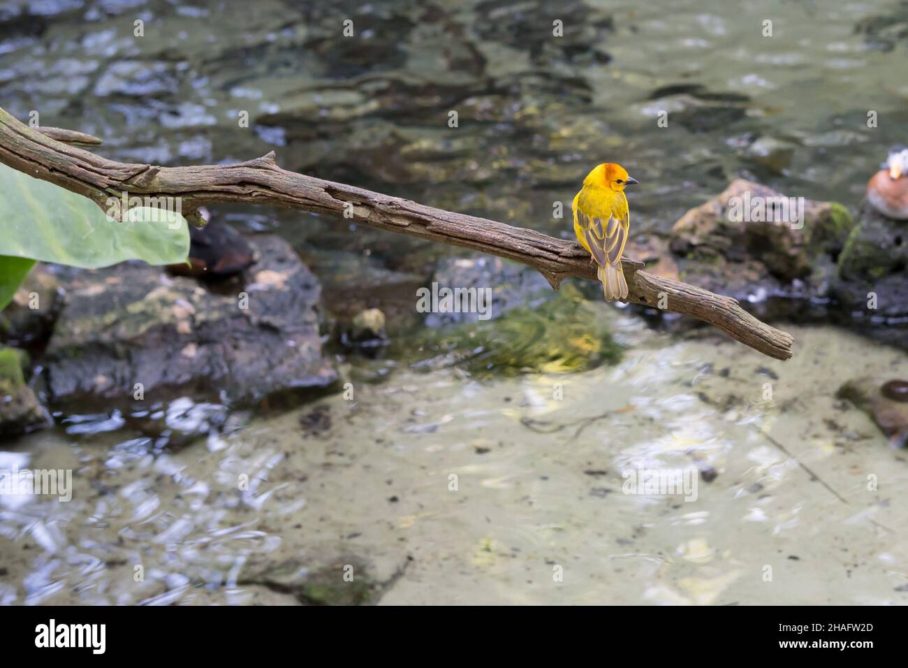 Stream with lovely yellow bird hi-res stock photography and images - Alamy