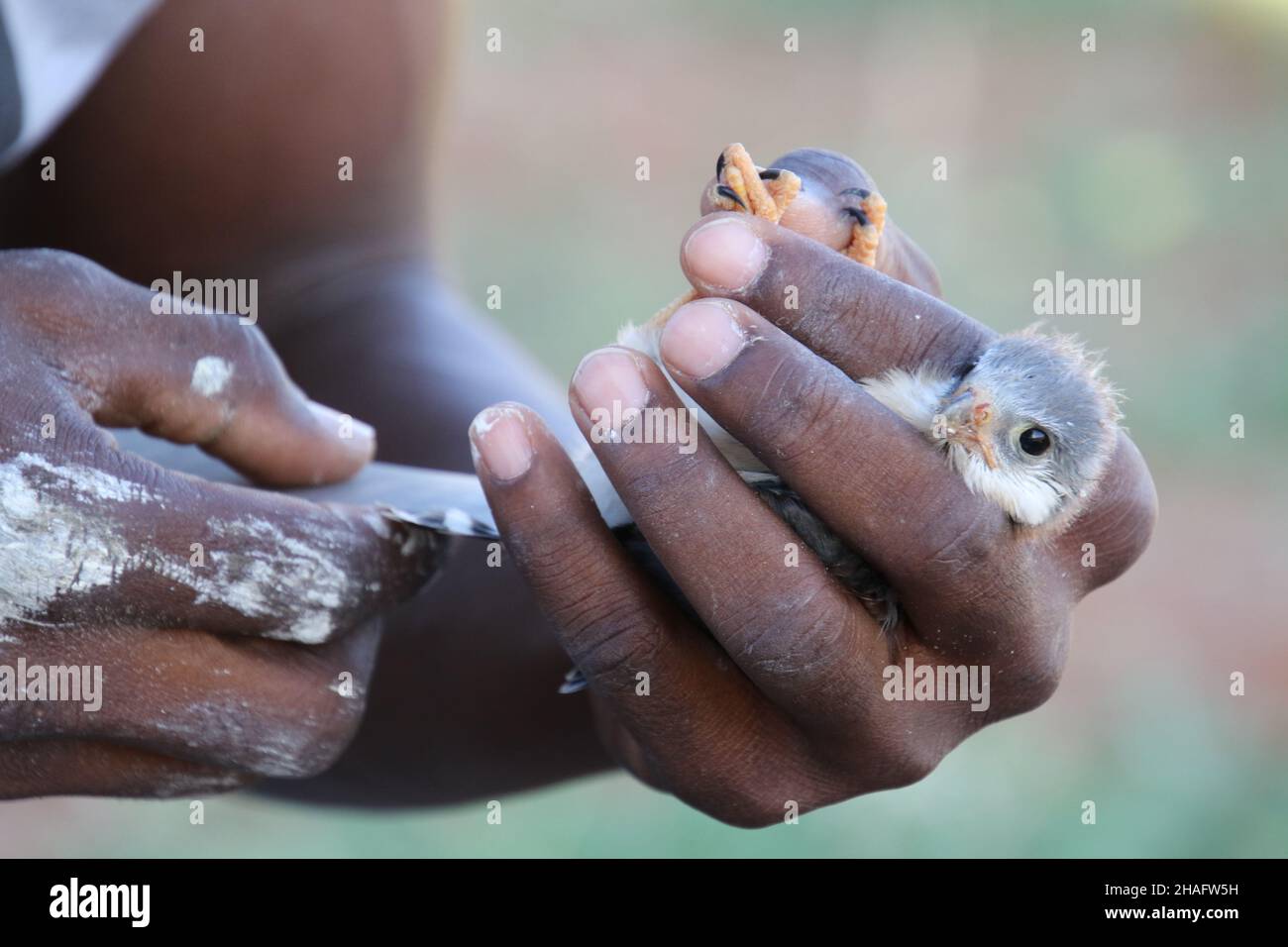 Kalahari, South Africa. 05th Dec, 2021. A lesser kestrel chick is ...