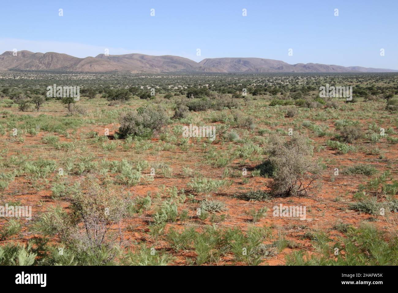 Kalahari Desert Climate The Kalahari Desert In Namibia: Safaris
