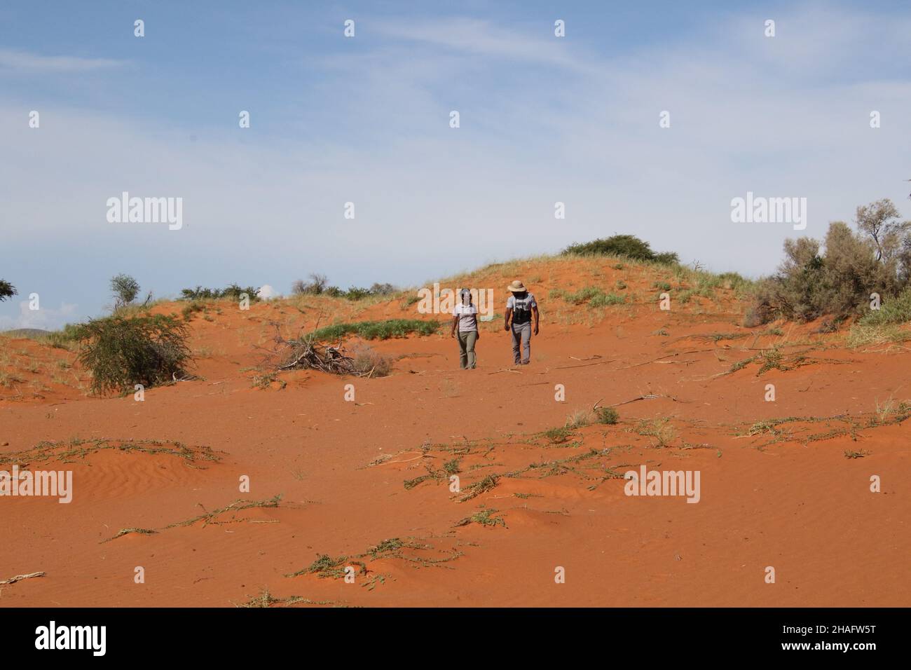 Kalahari Desert Climate The Kalahari Desert In Namibia: Safaris