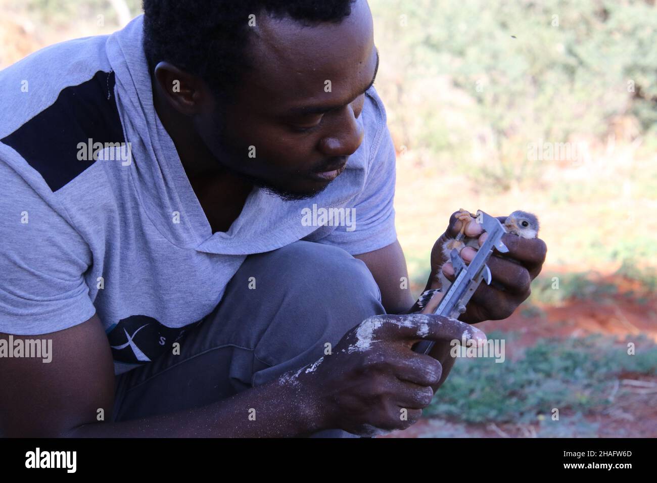 Kalahari, South Africa. 05th Dec, 2021. A lesser kestrel chick is ...