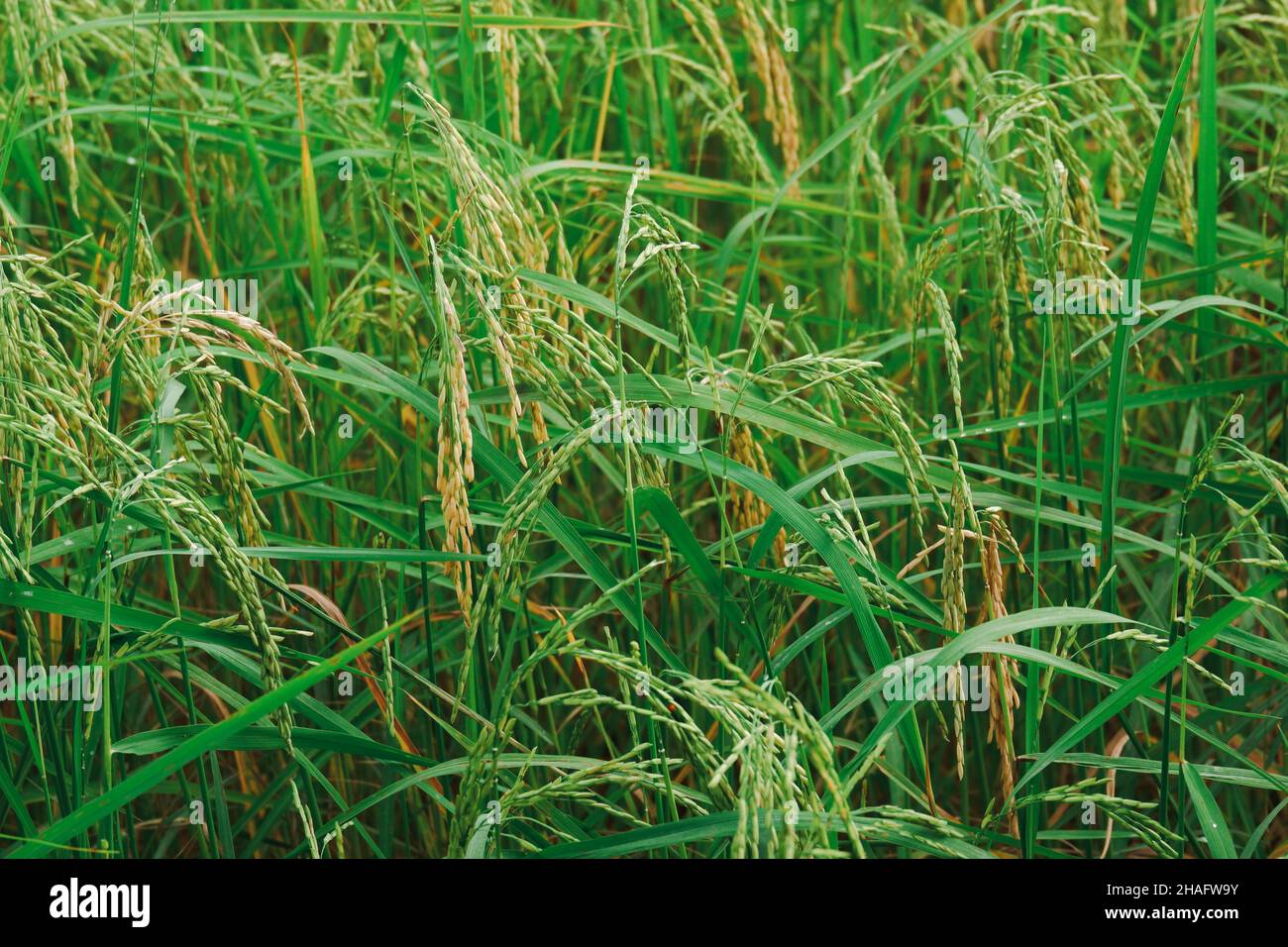 Rice planting, rice grains are already ripe Stock Photo - Alamy