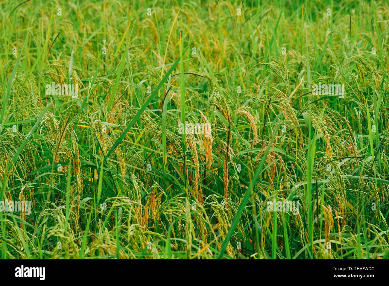 Rice planting, rice grains are already ripe Stock Photo - Alamy
