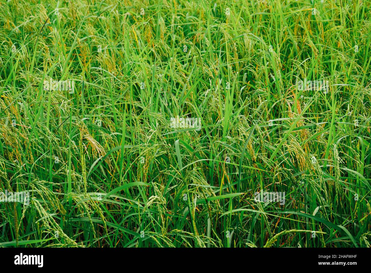 Rice planting, rice grains are already ripe Stock Photo - Alamy