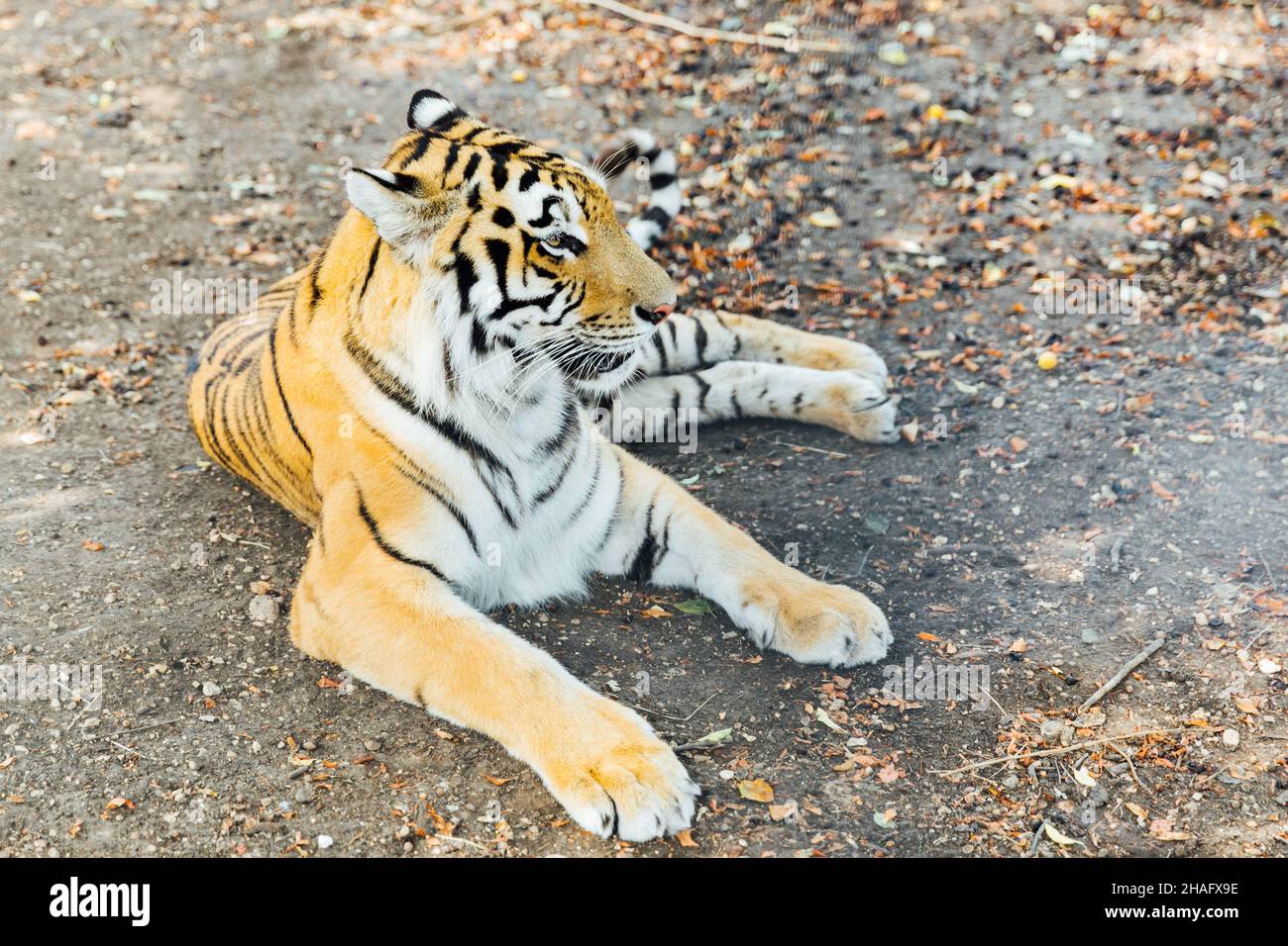 tiger rests in the shade of trees hunting Stock Photo - Alamy