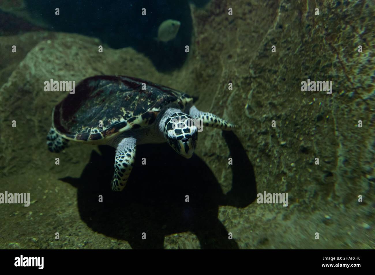 sea turtle swims in the dark water of the ocean Stock Photo - Alamy