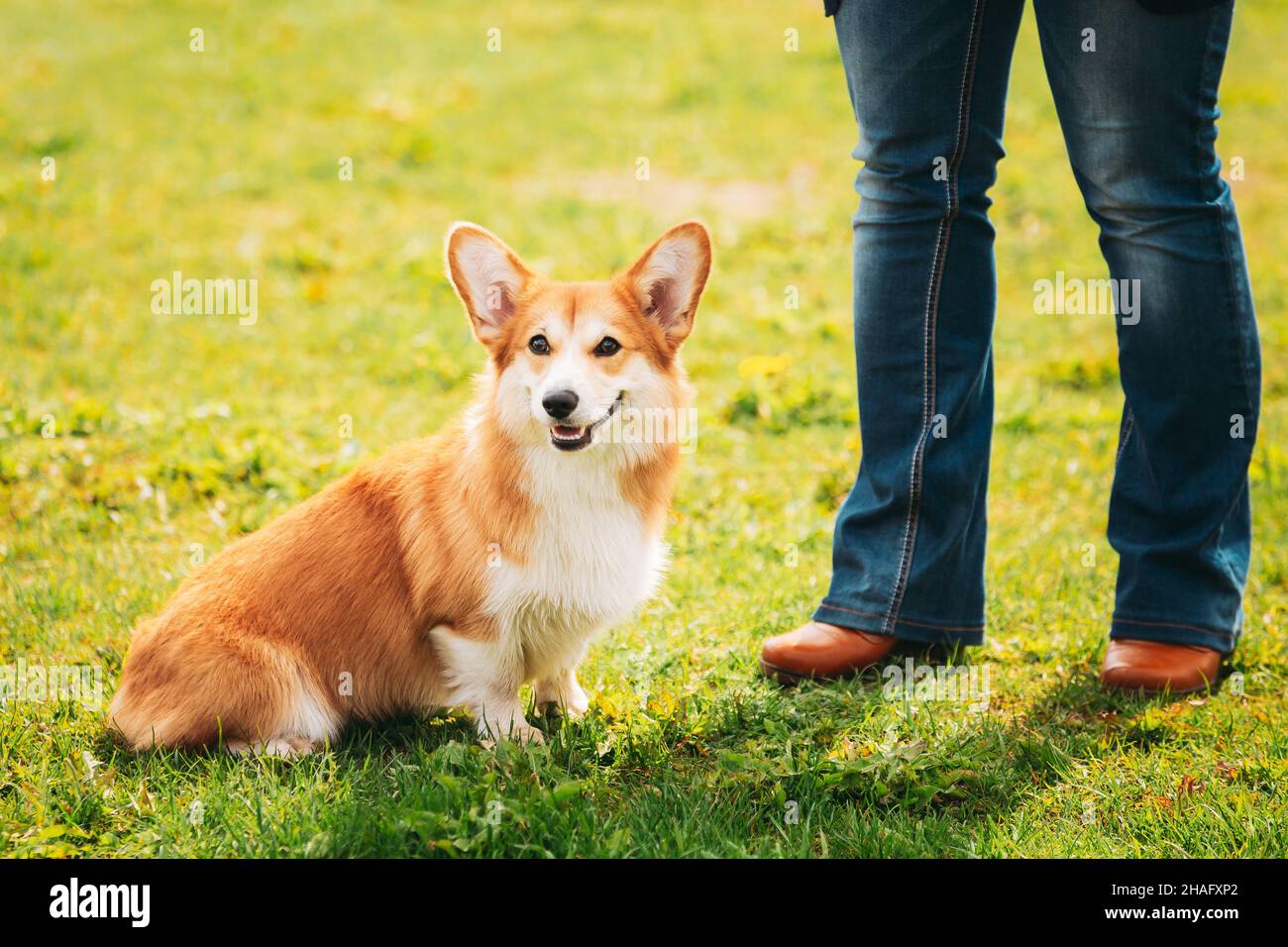 Welsh Corgi Dog Puppy Sitting At Feet Of Owner In Green Summer Grass ...