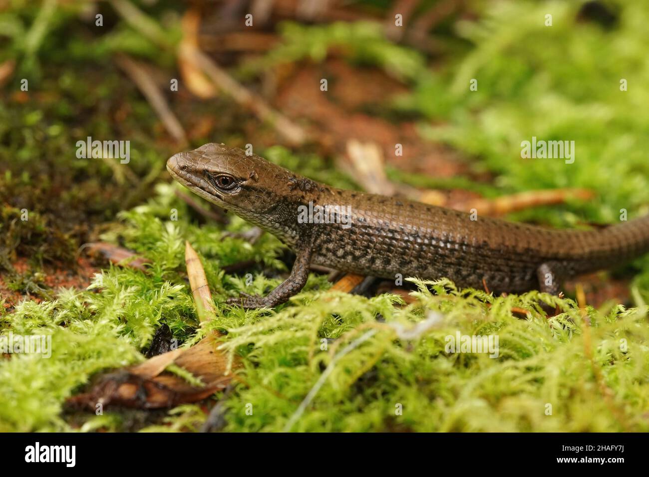 Southern Alligator Lizard Juvenile