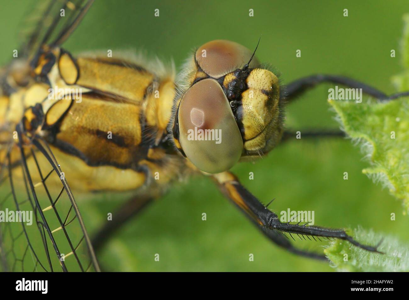 Detailed frontal closeup of the keeled skimmer, Orthetrum coerulescens ...