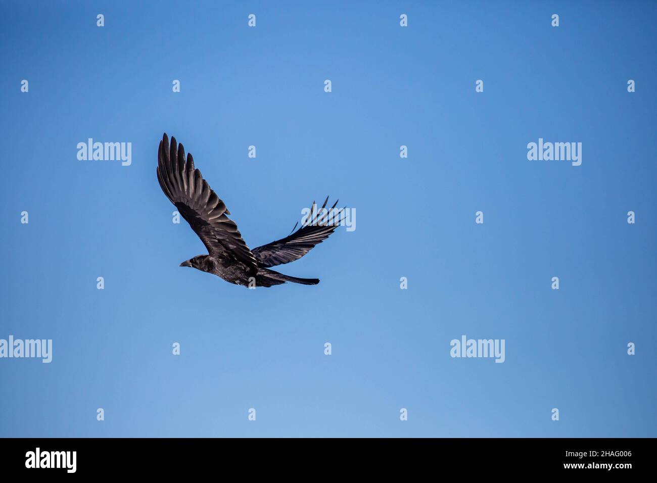 Common crow (Corvus brachyrhynchos) flying in a blue sky, horizontal ...