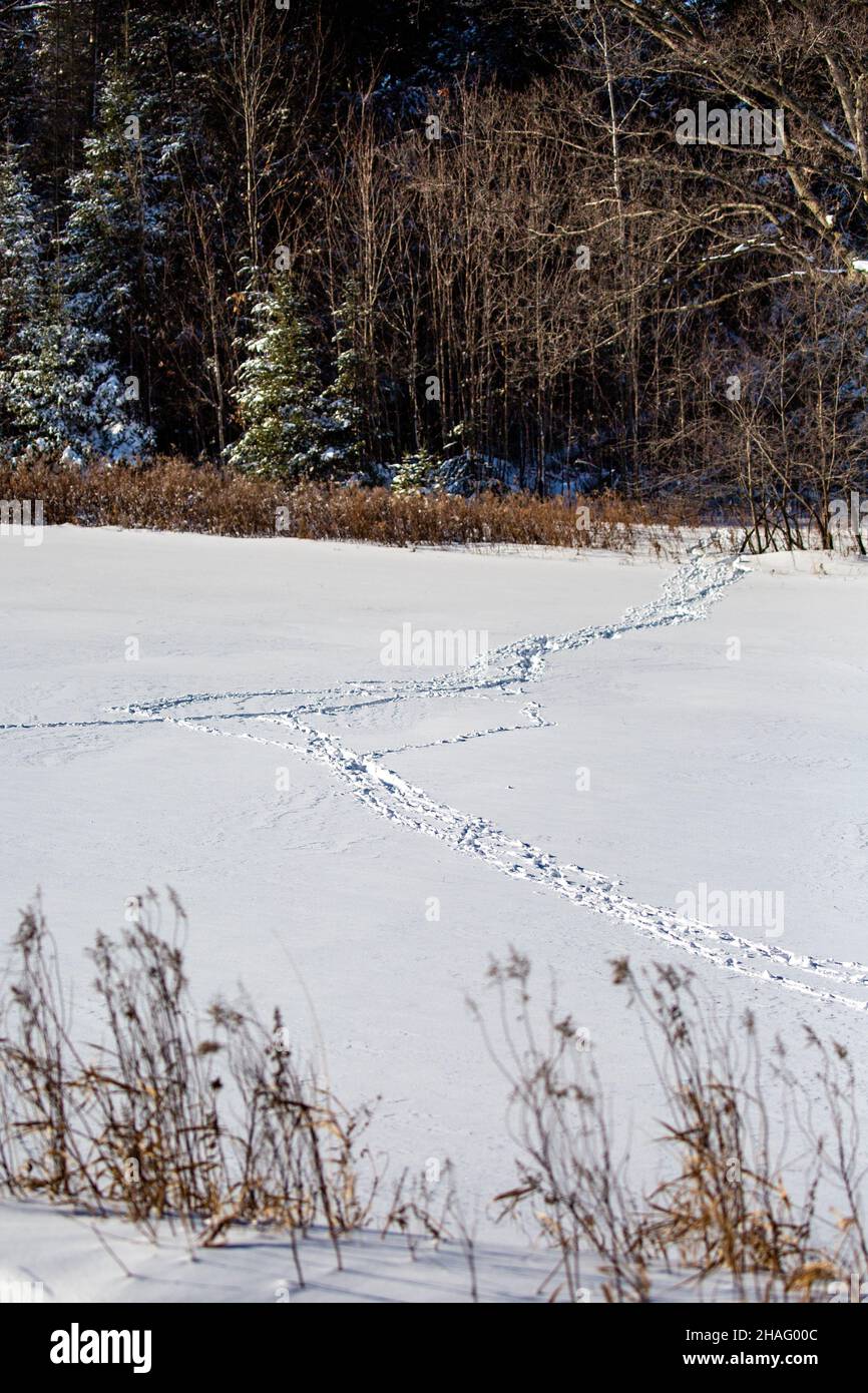 Turkey foot prints hi-res stock photography and images - Alamy