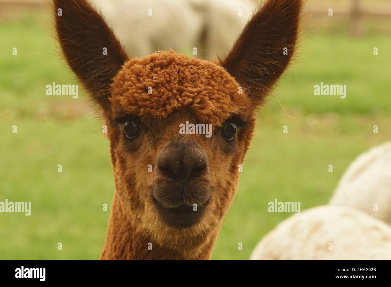 Frontal facial coseup of of the gentle looking Alpaca , Vicugna pacos ...