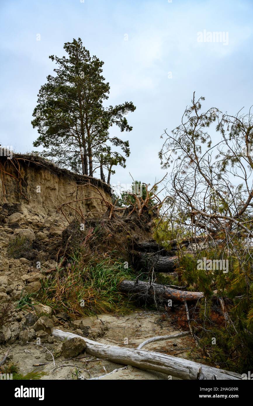 A pine tree is high above the cliff, and fallen pines are in the cliff ...