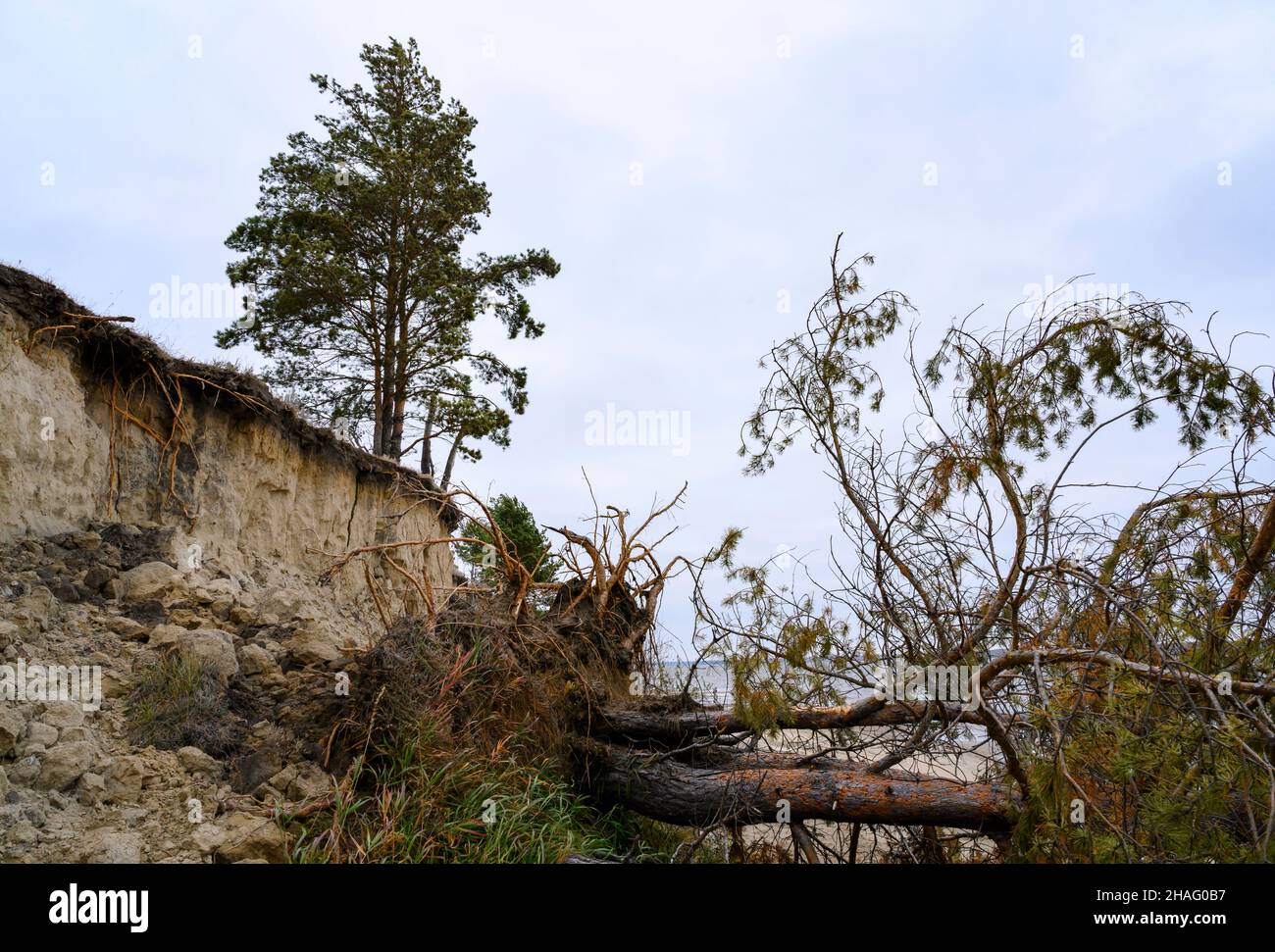 A pine tree is high above the cliff, and fallen pines are in the cliff ...
