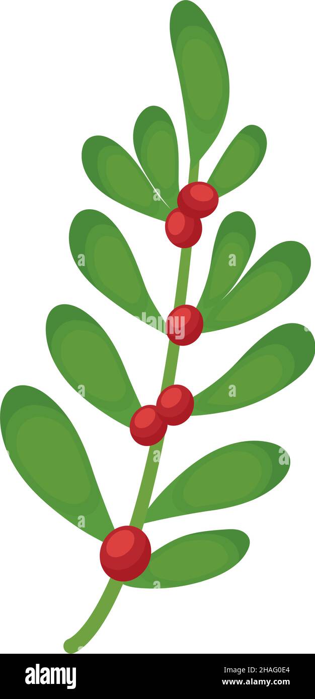 mistletoe plant illustration Stock Vector Image & Art - Alamy