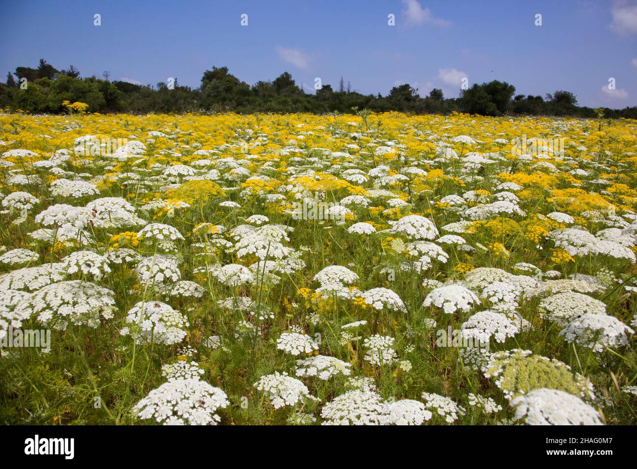 Ammi visnaga (syn. Visnaga daucoides, Daucus visnaga) is a species of ...