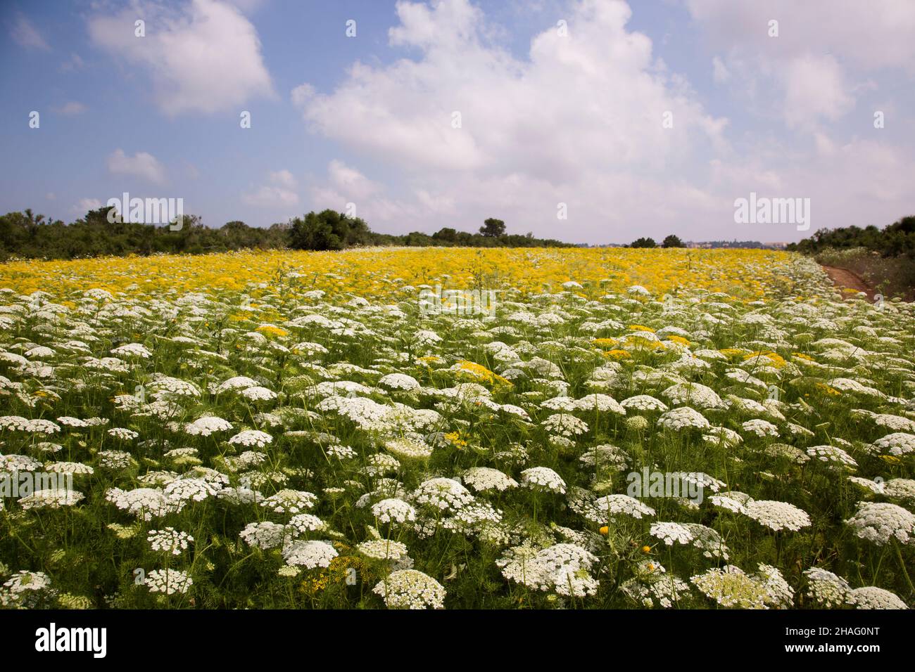 Ammi visnaga (syn. Visnaga daucoides, Daucus visnaga) is a species of ...