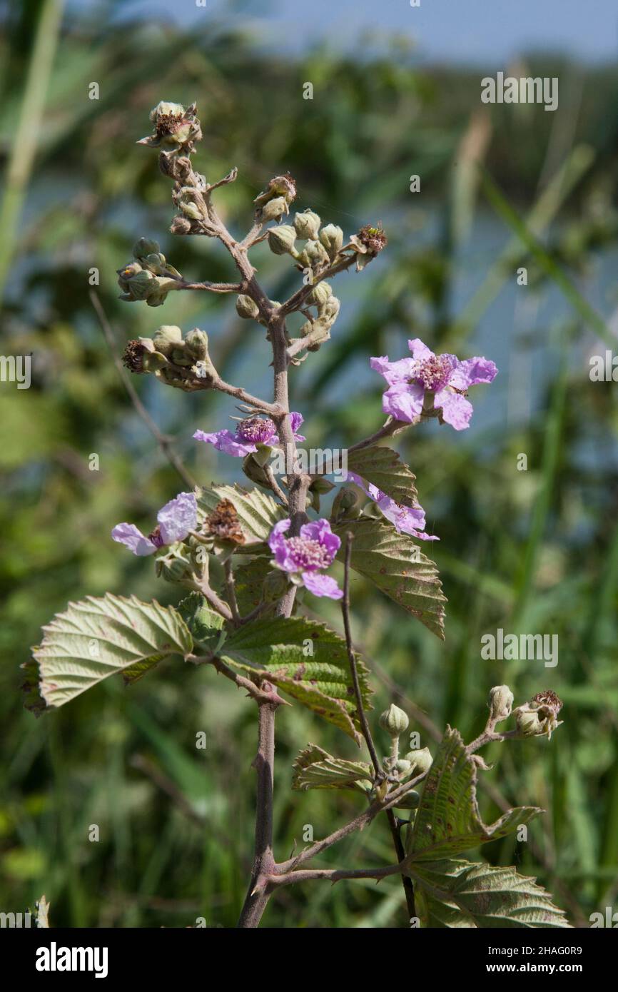 Flowering raspberry bush. close up of the unripe fruit. Photographed in ...