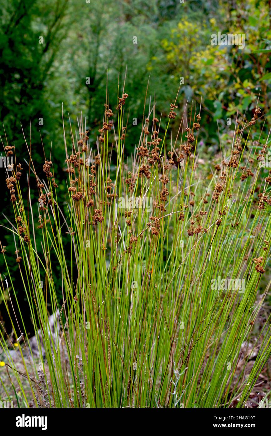 These rushes are Juncus Procerus. There are lots of Juncus species in ...