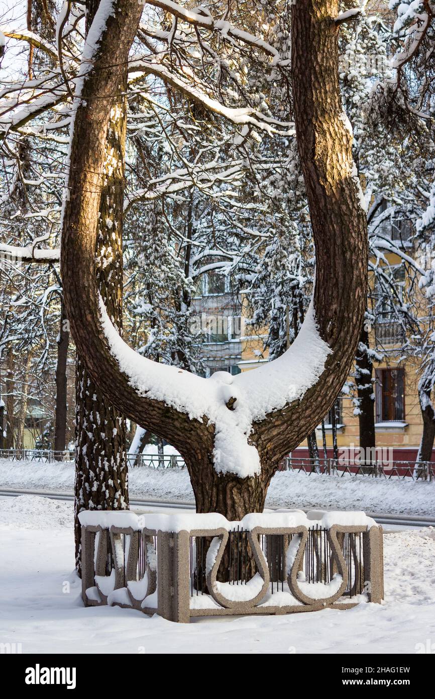 Forked trunk hi-res stock photography and images - Alamy