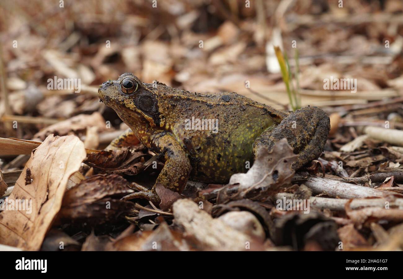 Close up of a female common frog , Rana temporaria during spring ...